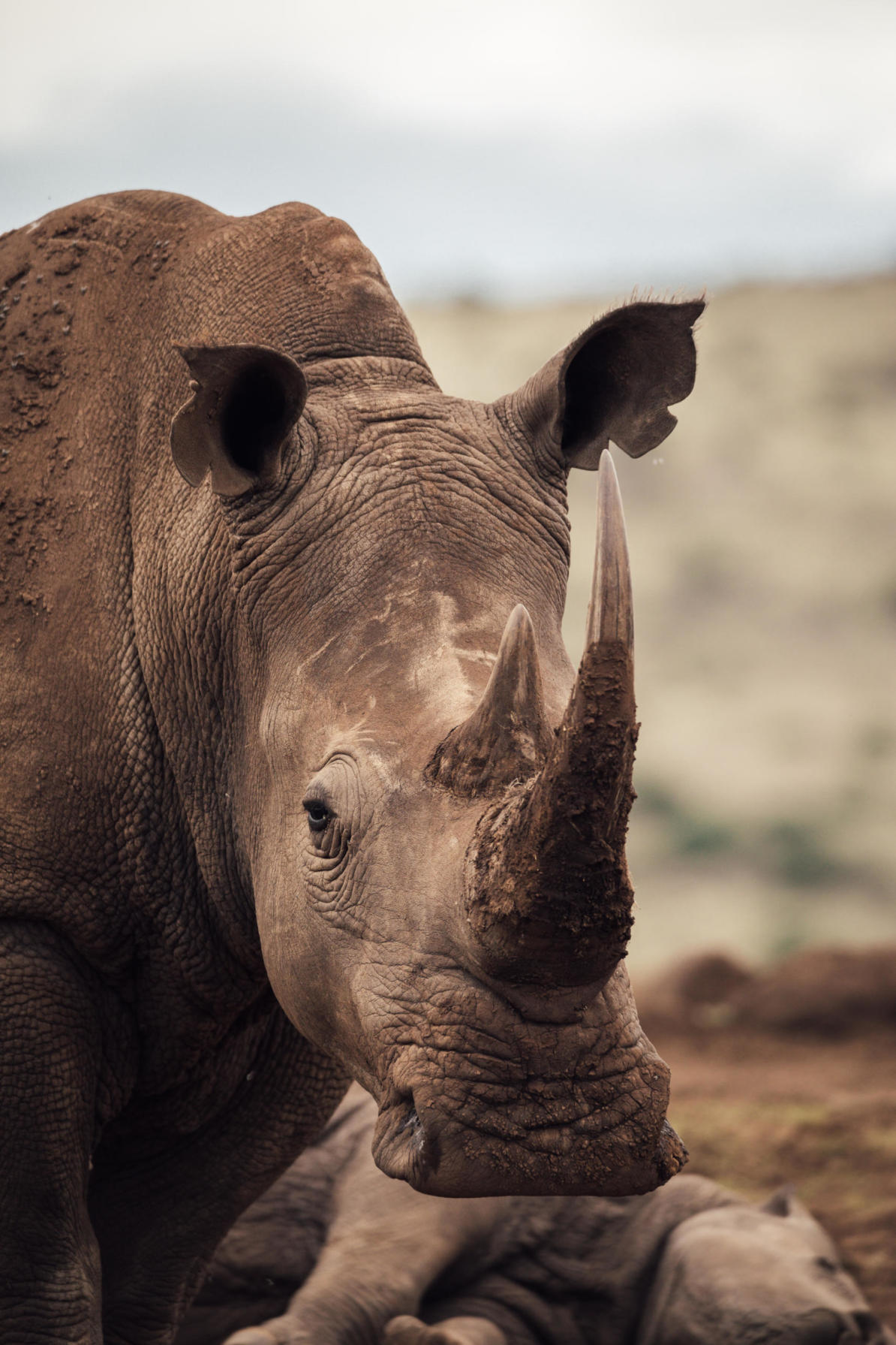 Conservation – Lewa House