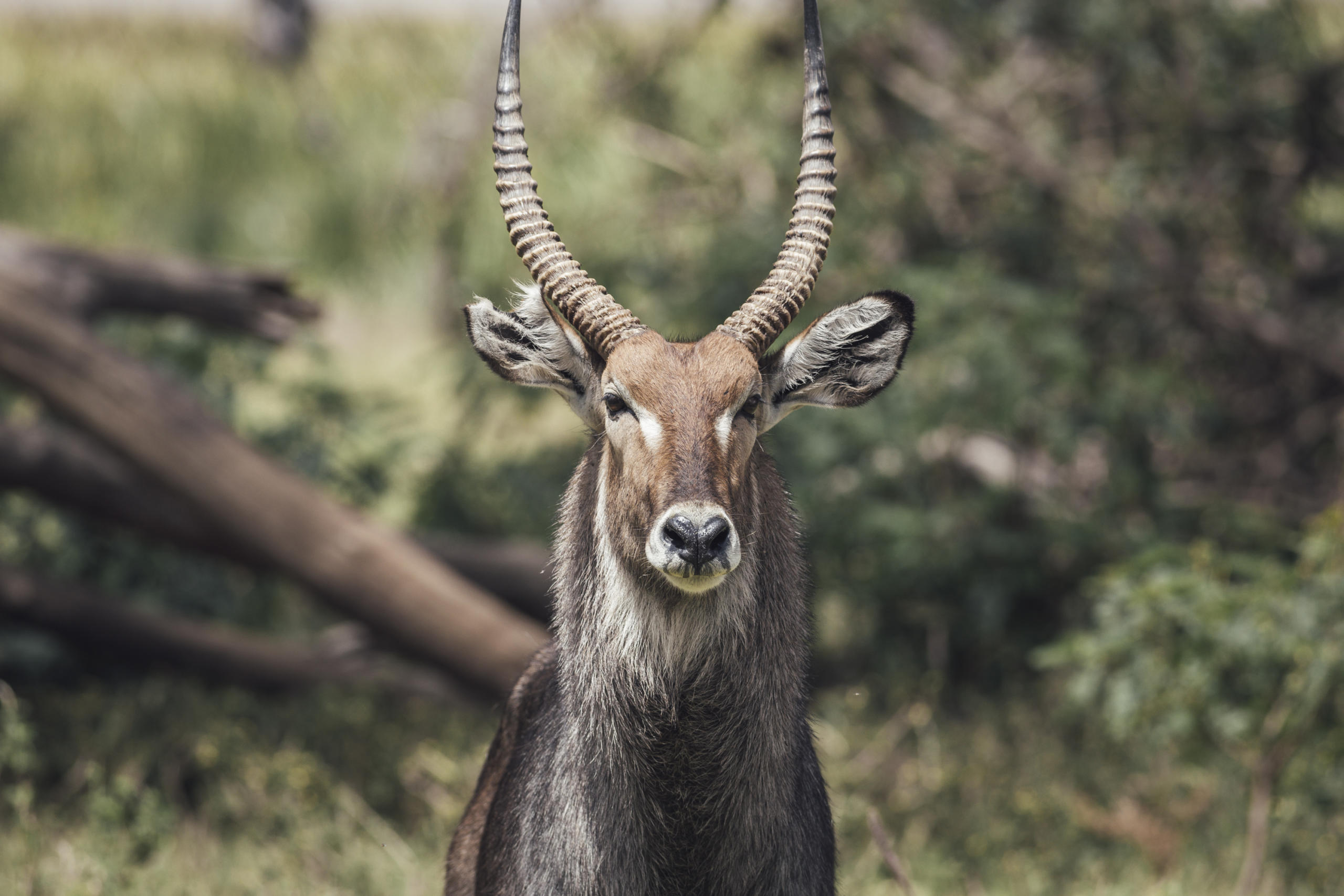 Wildlife – Lewa House