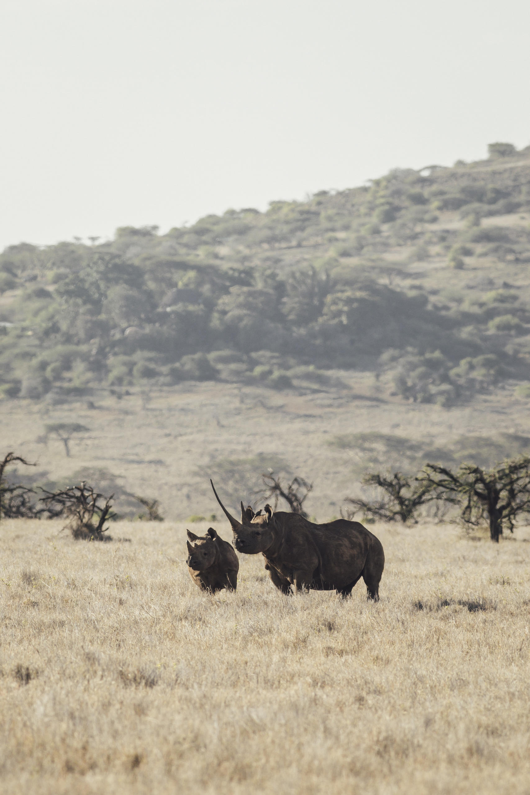 Wildlife – Lewa House