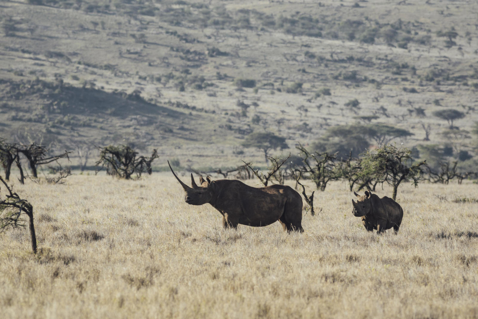 Conservation – Lewa House