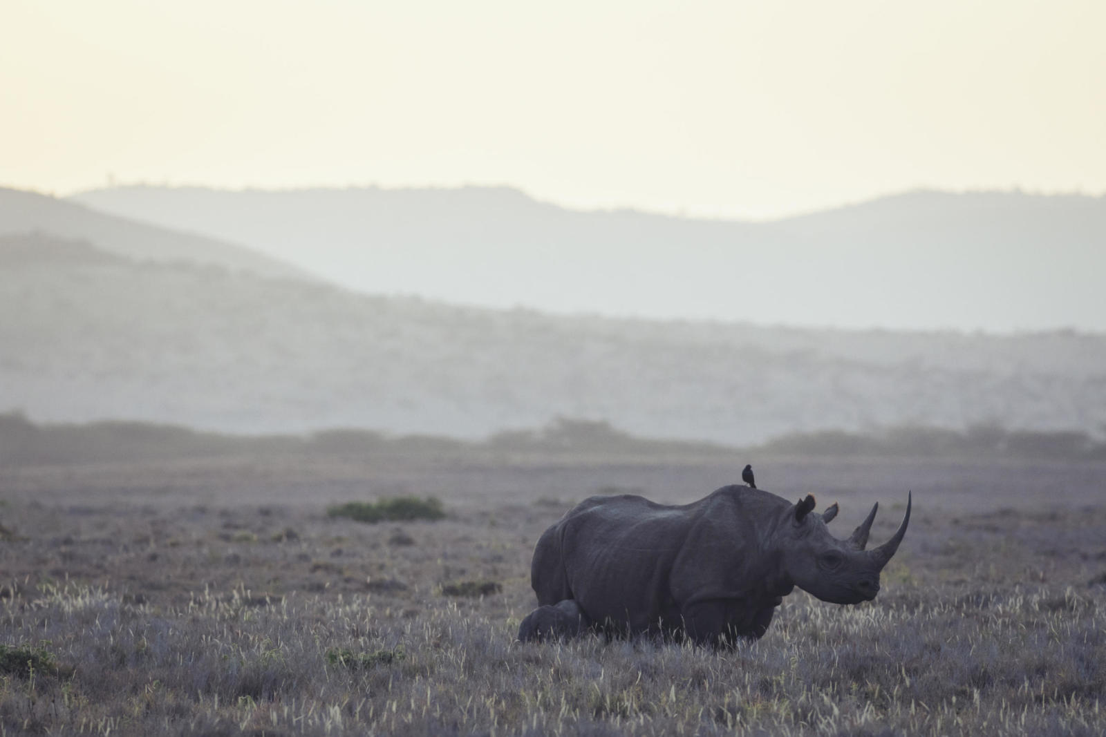 Conservation – Lewa House