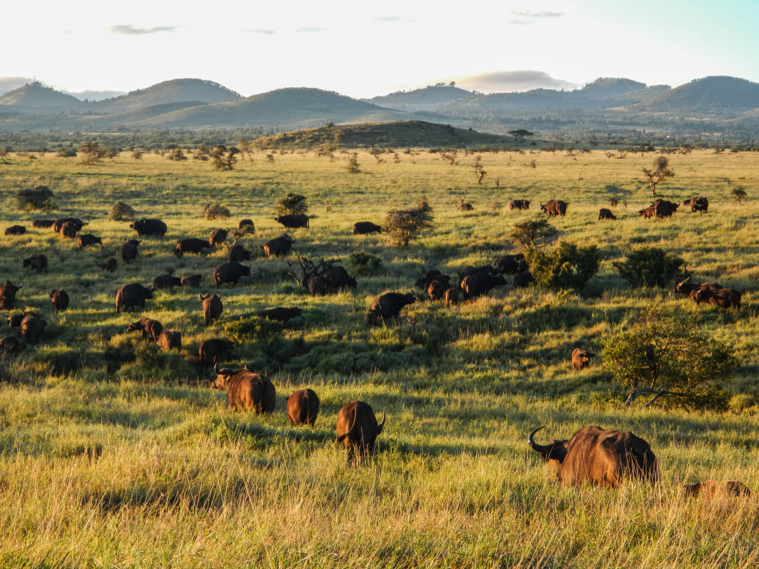 Wildlife – Lewa House