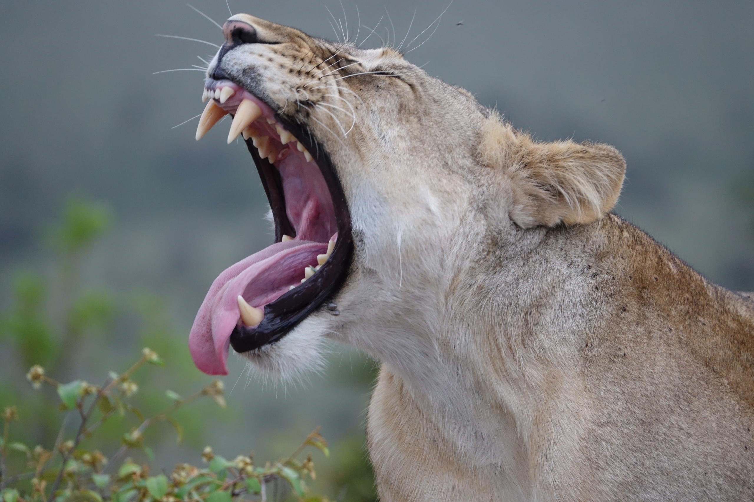 Wildlife – Lewa House