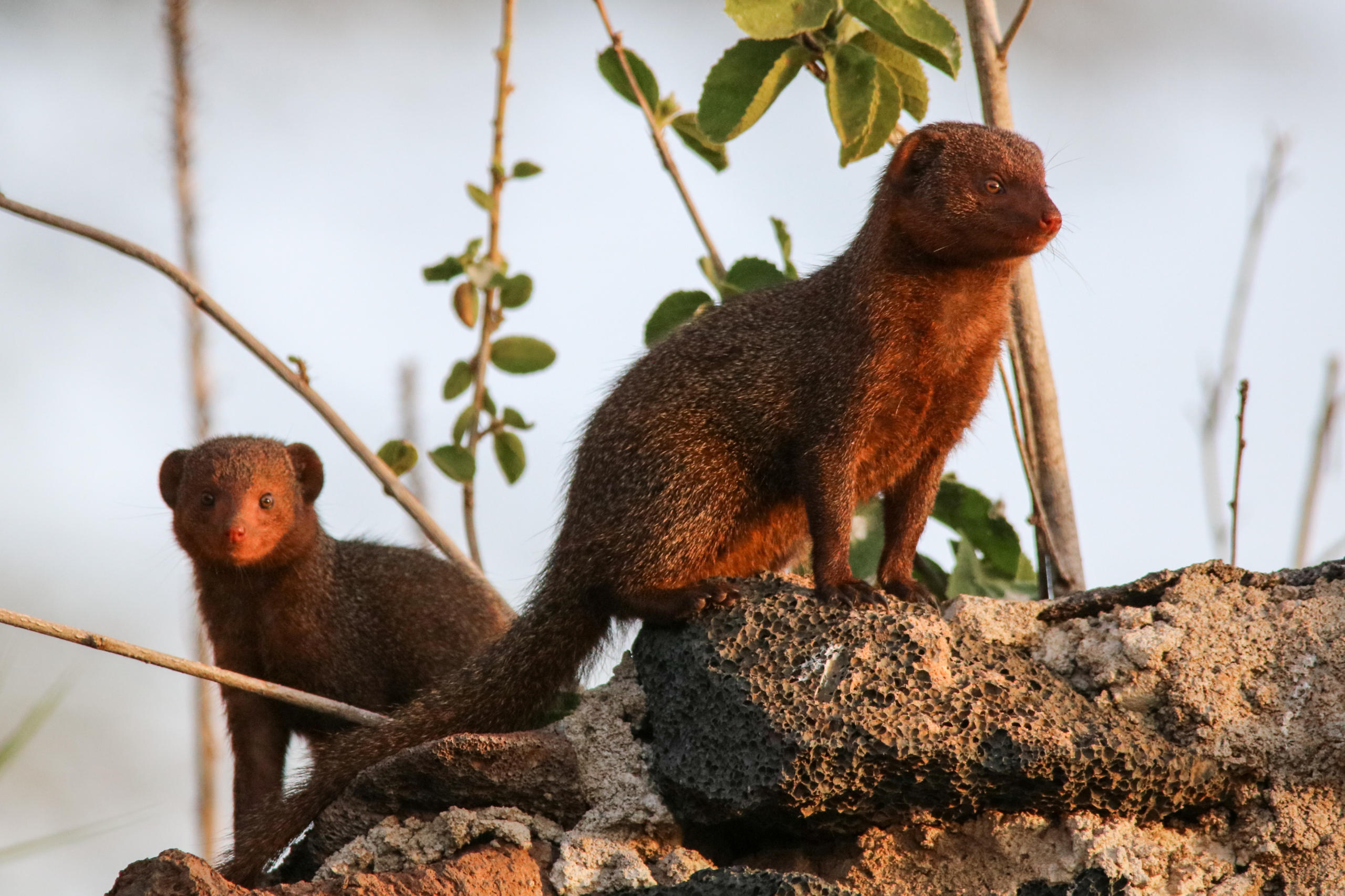 Wildlife – Lewa House