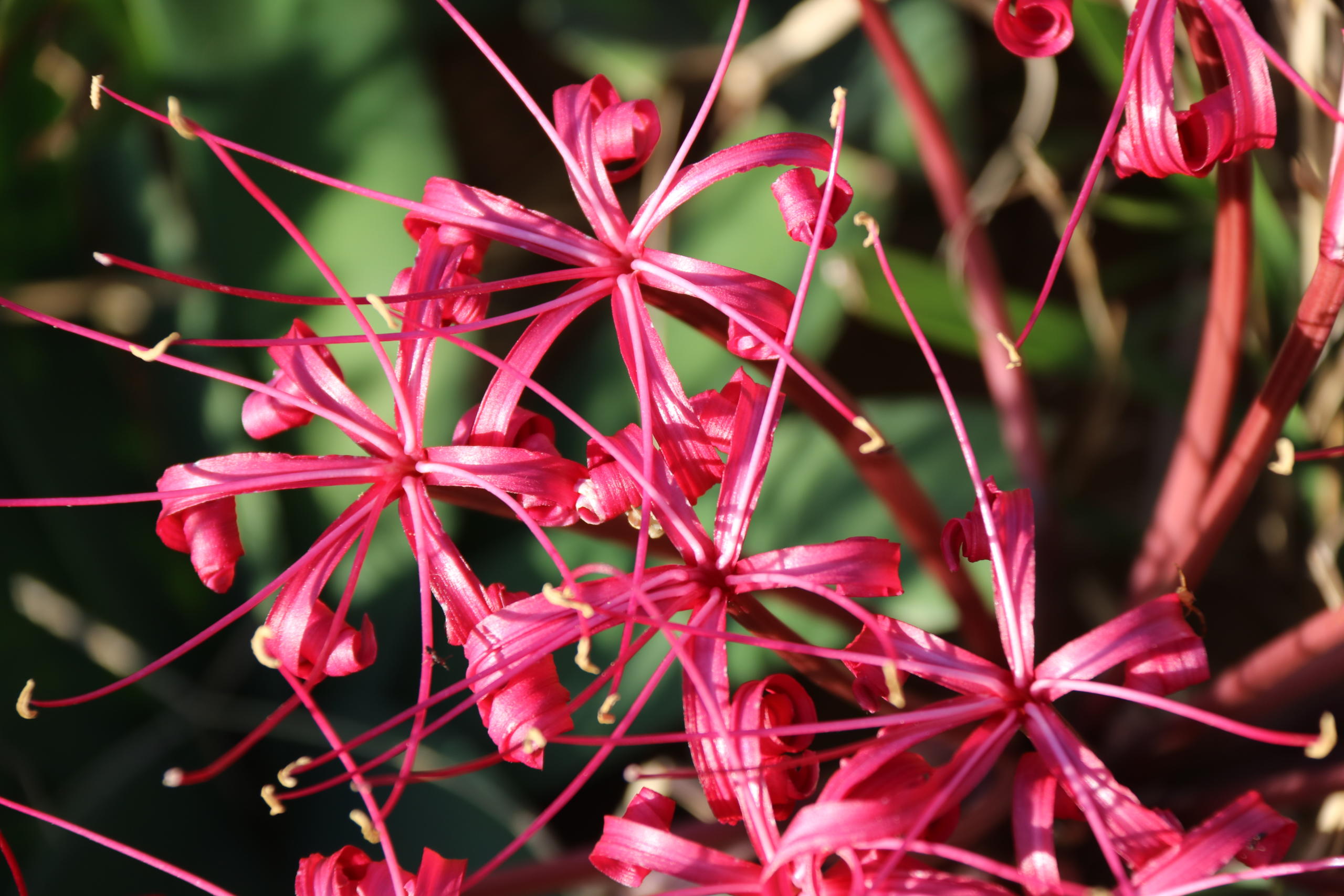 Wildlife – Lewa House